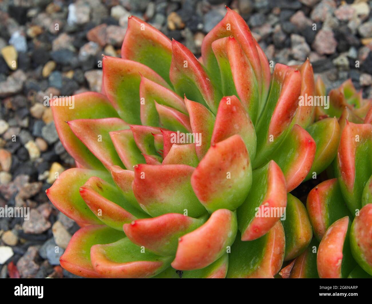 Echeveria plants hi-res stock photography and images - Alamy