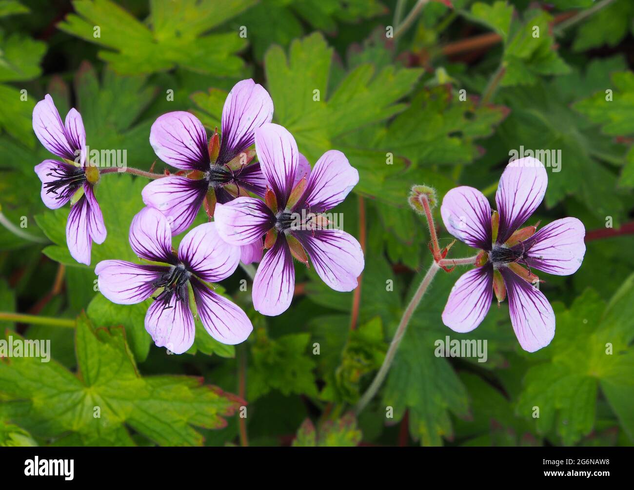 A clump of Geranium Var. Sweet Heidy growing in a border at RHS ...