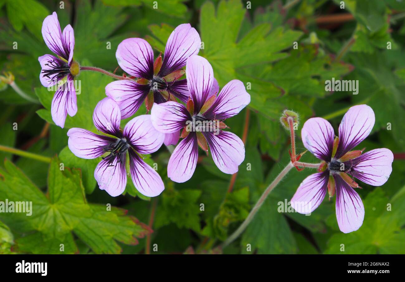 A clump of Geranium Var. Sweet Heidy growing in a border at RHS ...