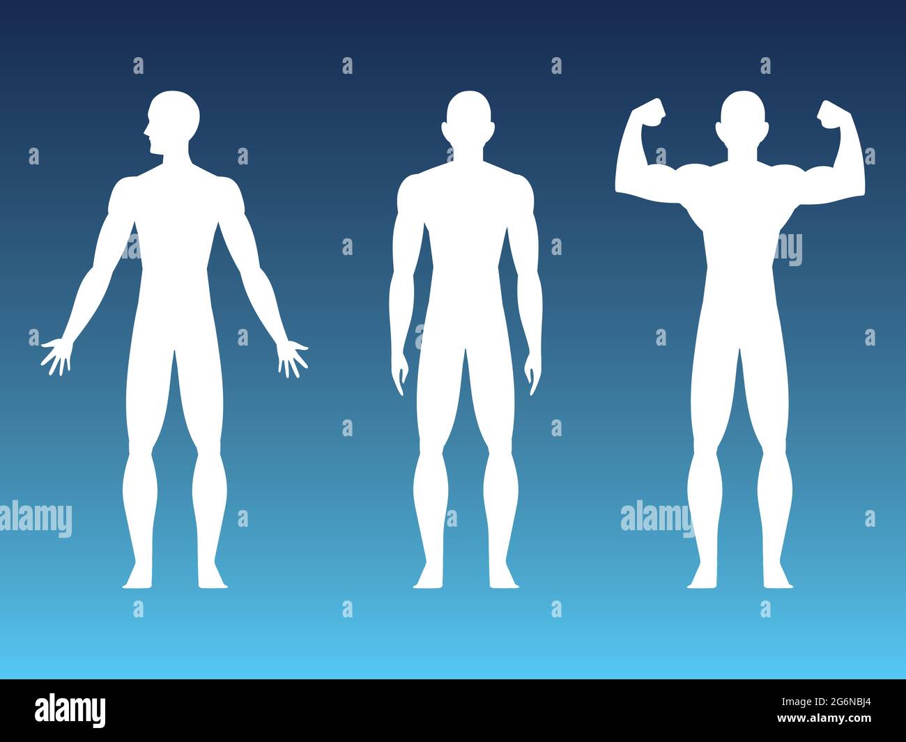 healthy human body strong Stock Vector Image & Art - Alamy