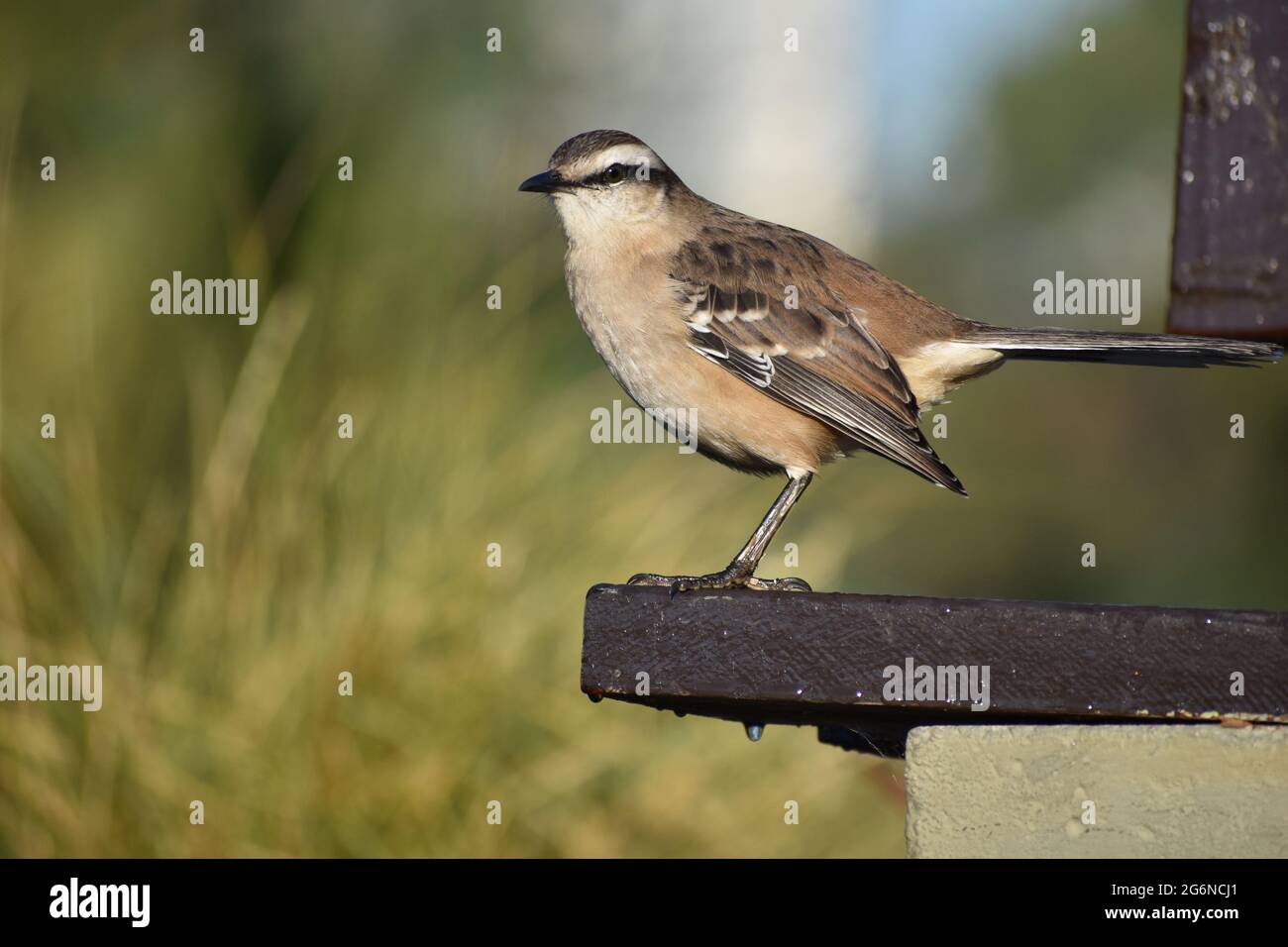 Bird watching on bench hi-res stock photography and images - Alamy