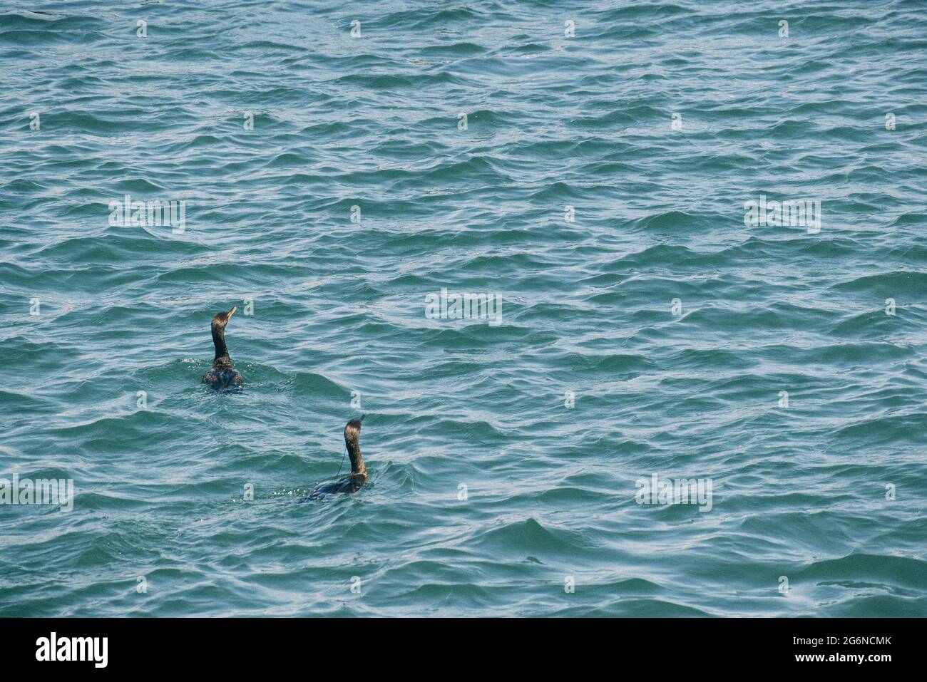 Two Ducks in a Row Stock Photo - Alamy