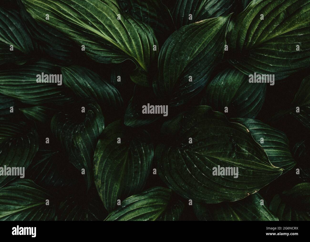 Deep green leaves hi-res stock photography and images - Alamy