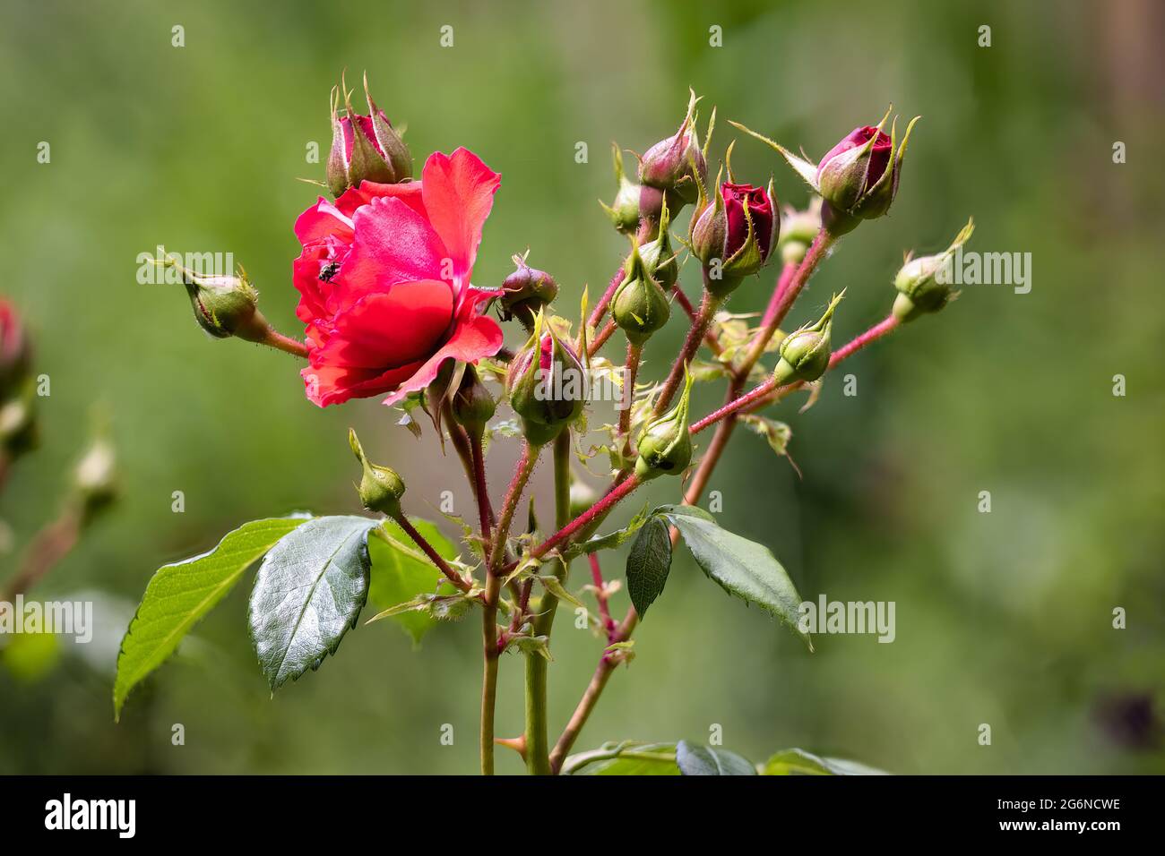 Focus stack detail of red rose flower with blurred background Stock ...