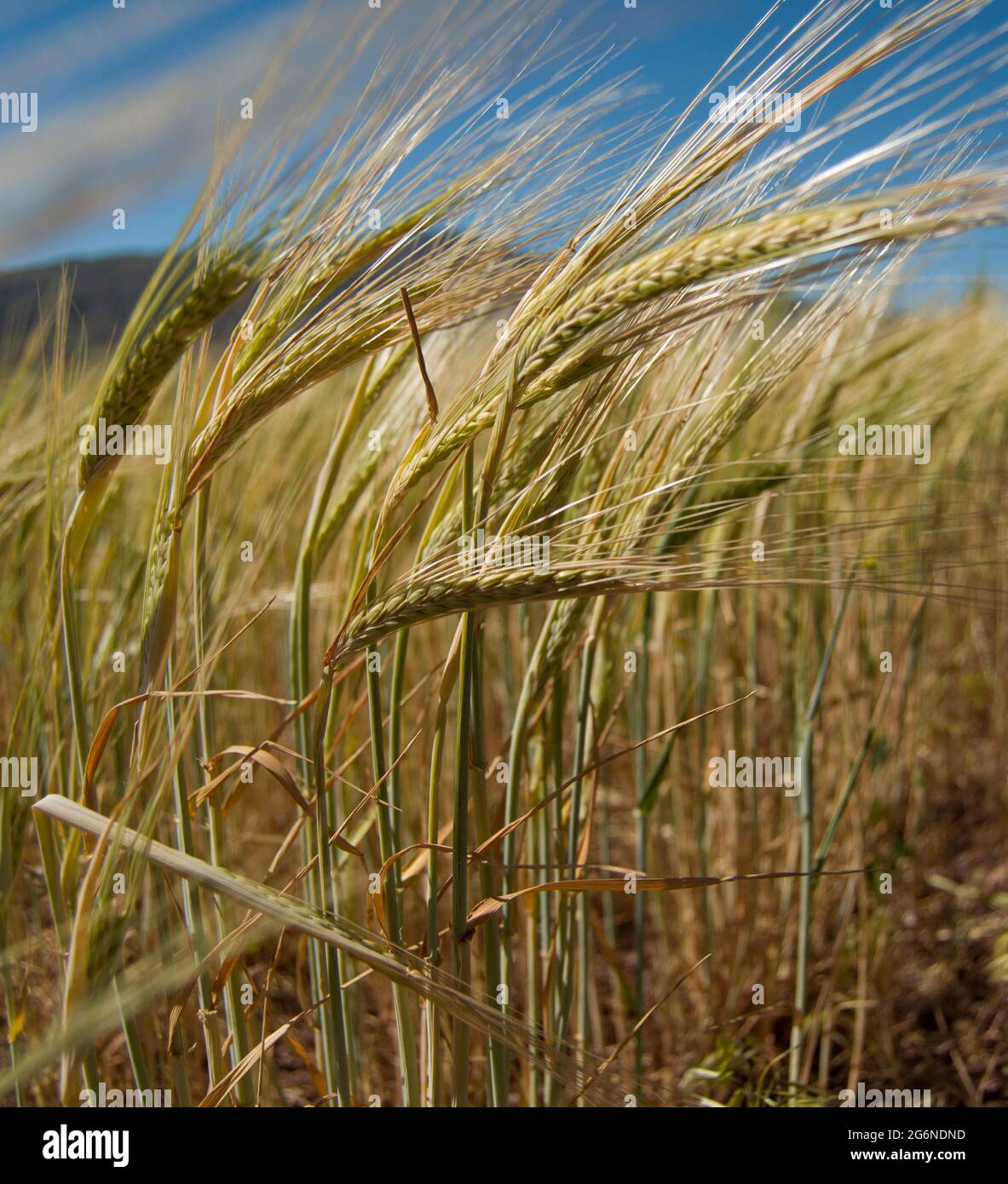 Wheat Leaves