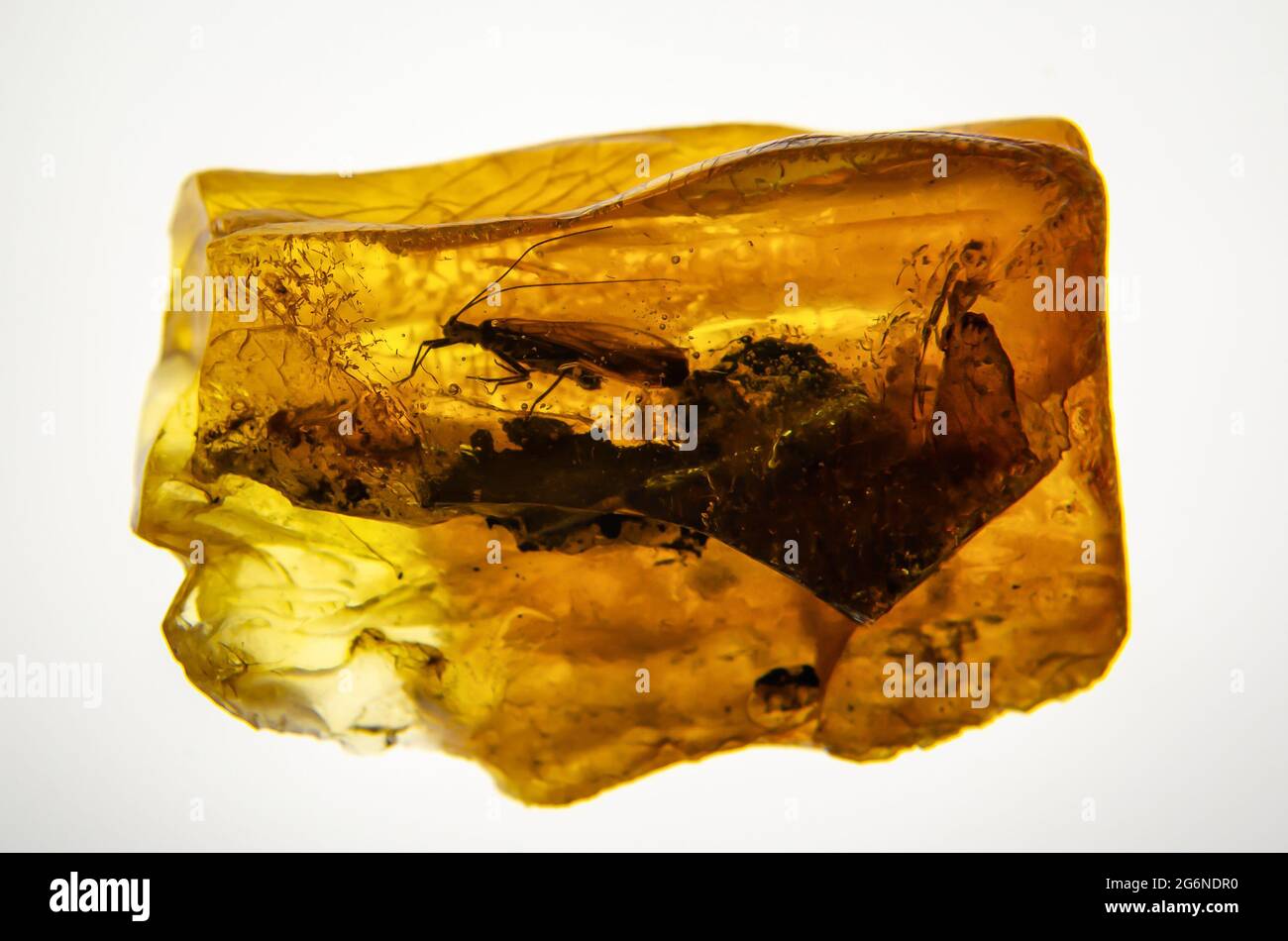 ancient amber with insects inside Stock Photo - Alamy