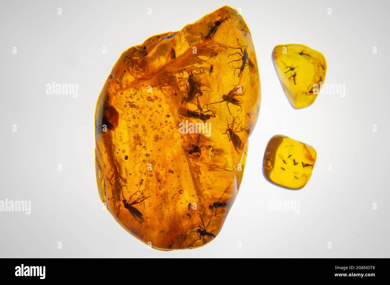 Amber with insects hi-res stock photography and images - Alamy