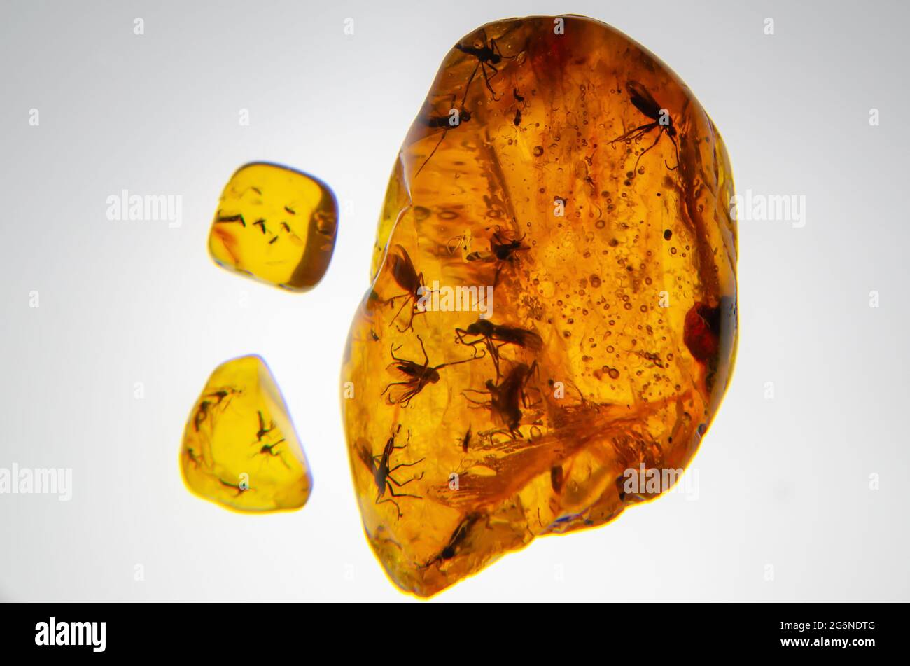 ancient amber with insects inside Stock Photo - Alamy