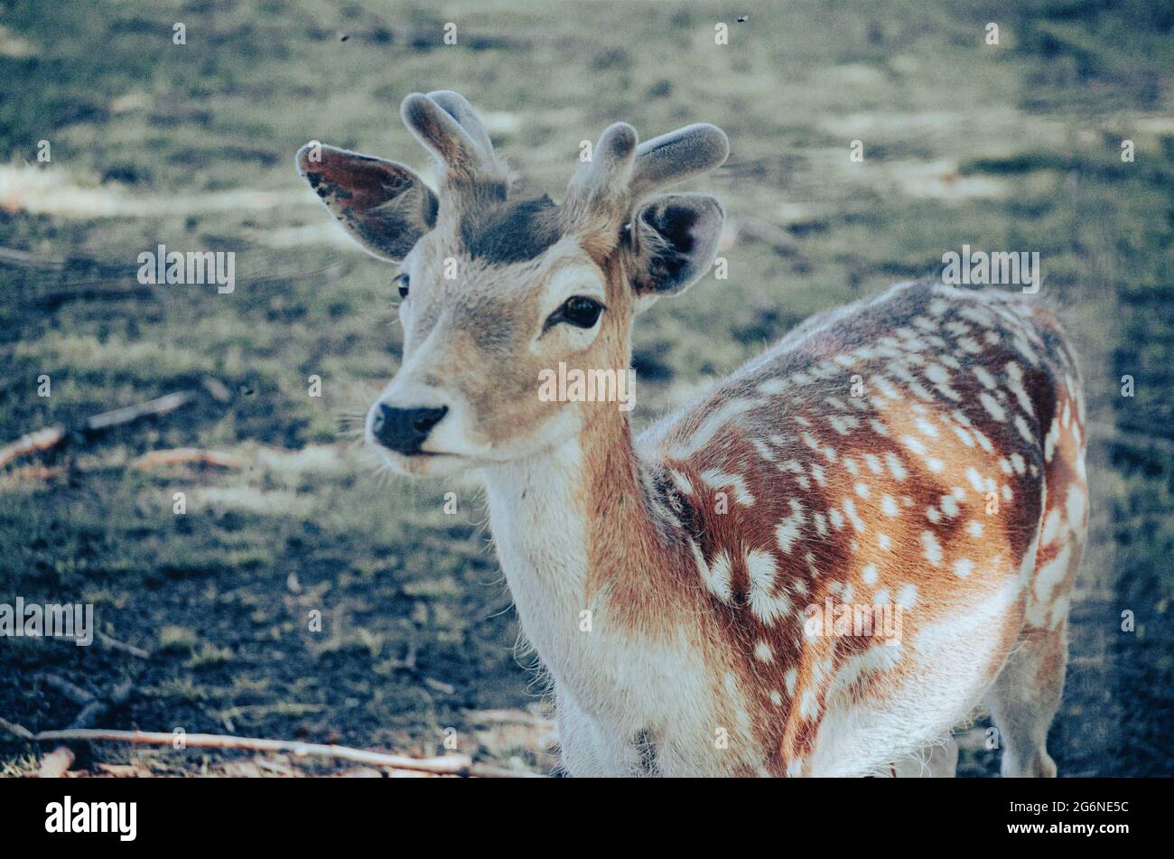 Deer in a zoo in Germany Stock Photo - Alamy