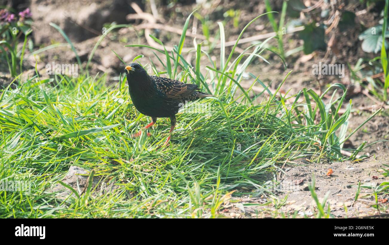 Vogel starling hi-res stock photography and images - Alamy