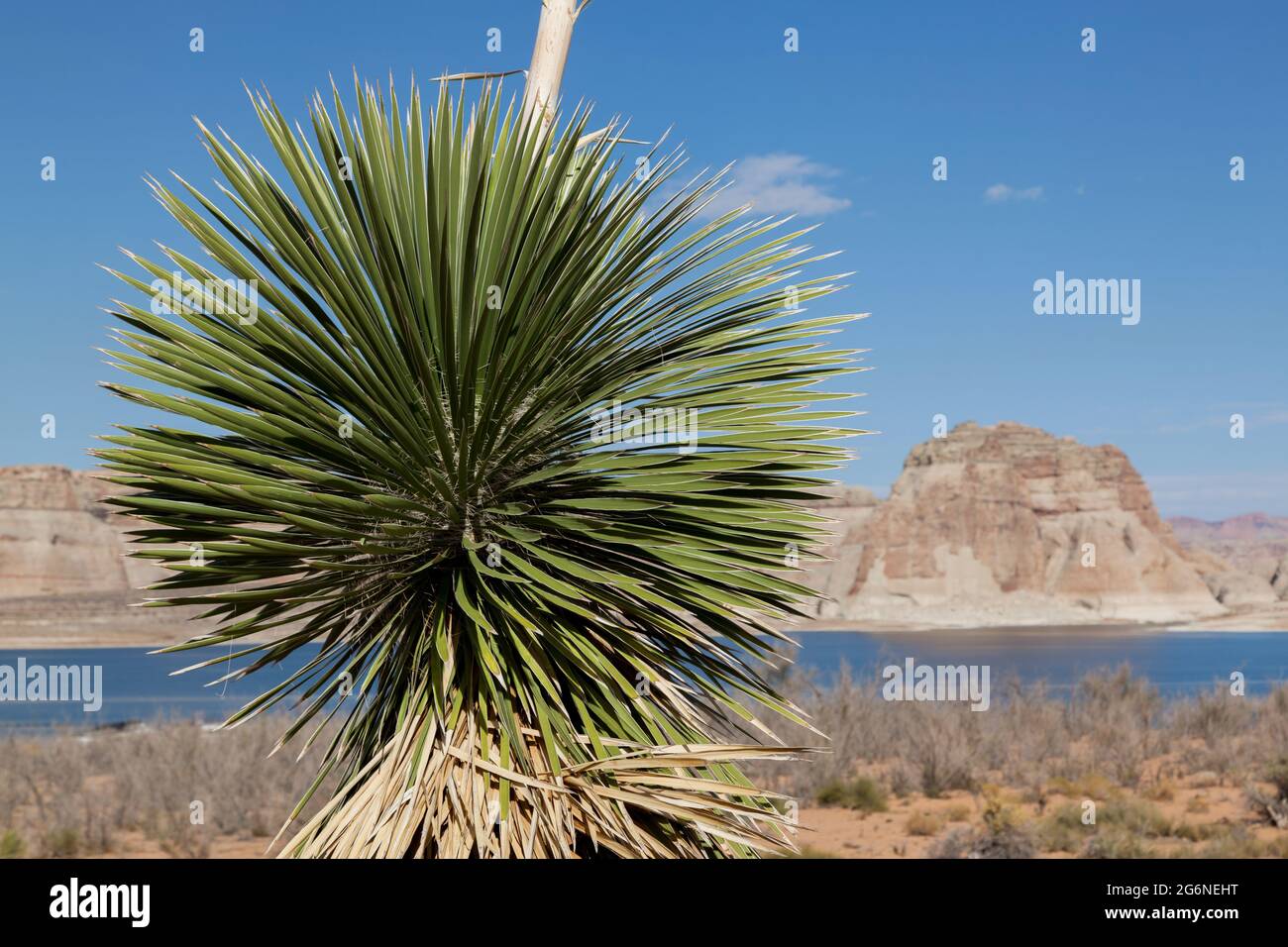 Spiky leaves on a wild agave plant form a round shape with a background ...
