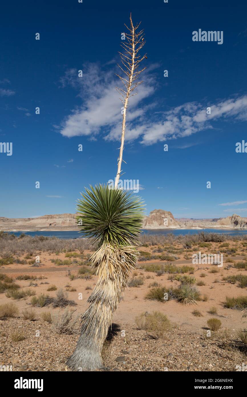 Spiky leaves on a wild agave plant form a round shape in the middle ...