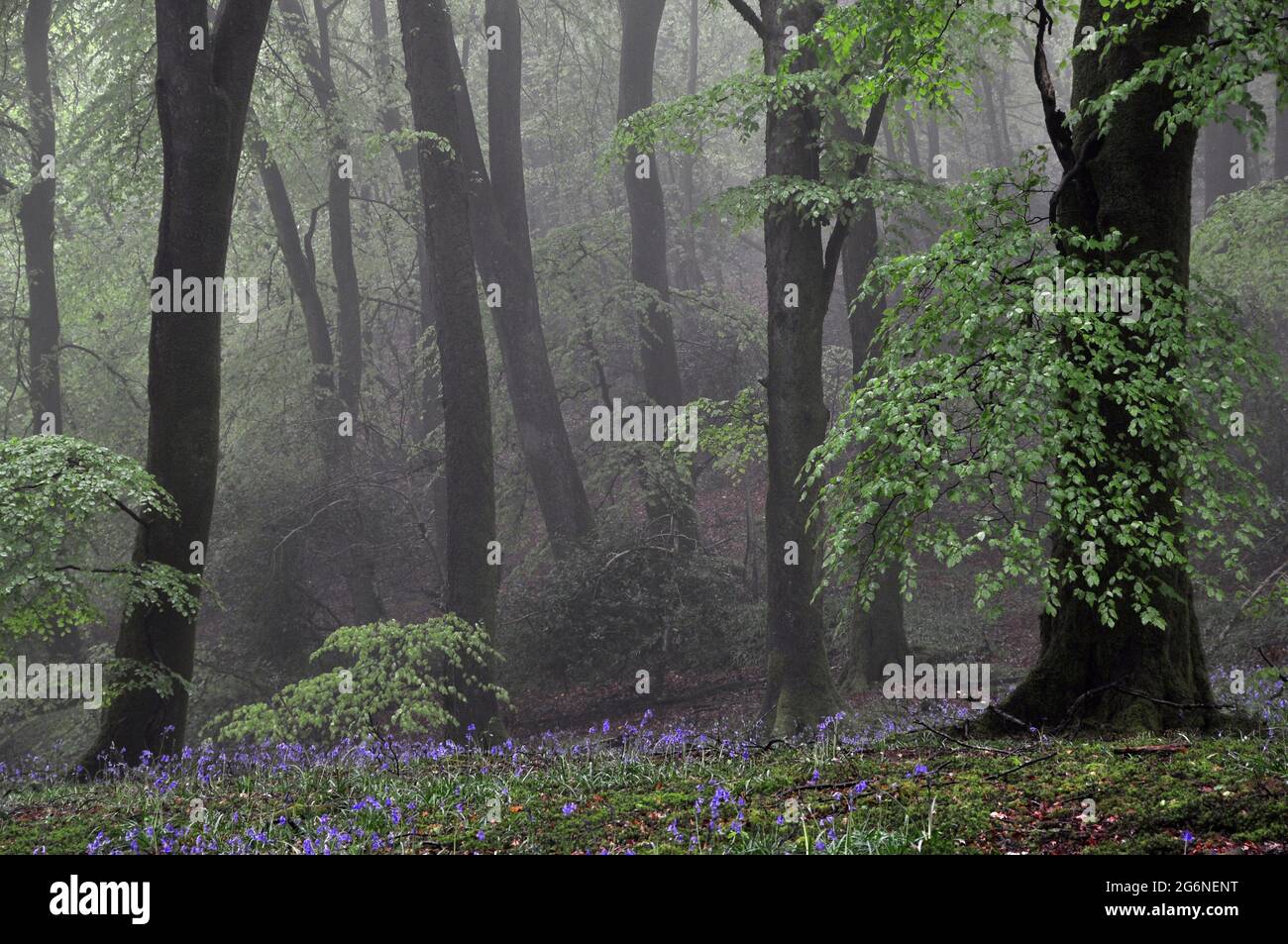 Broadwindsor hi-res stock photography and images - Alamy