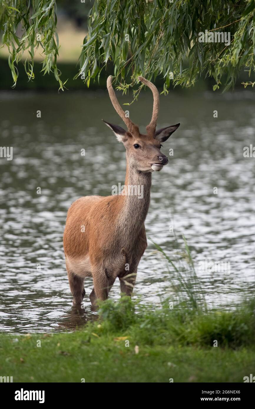Young stag deer with fairly new growing antlers Stock Photo - Alamy