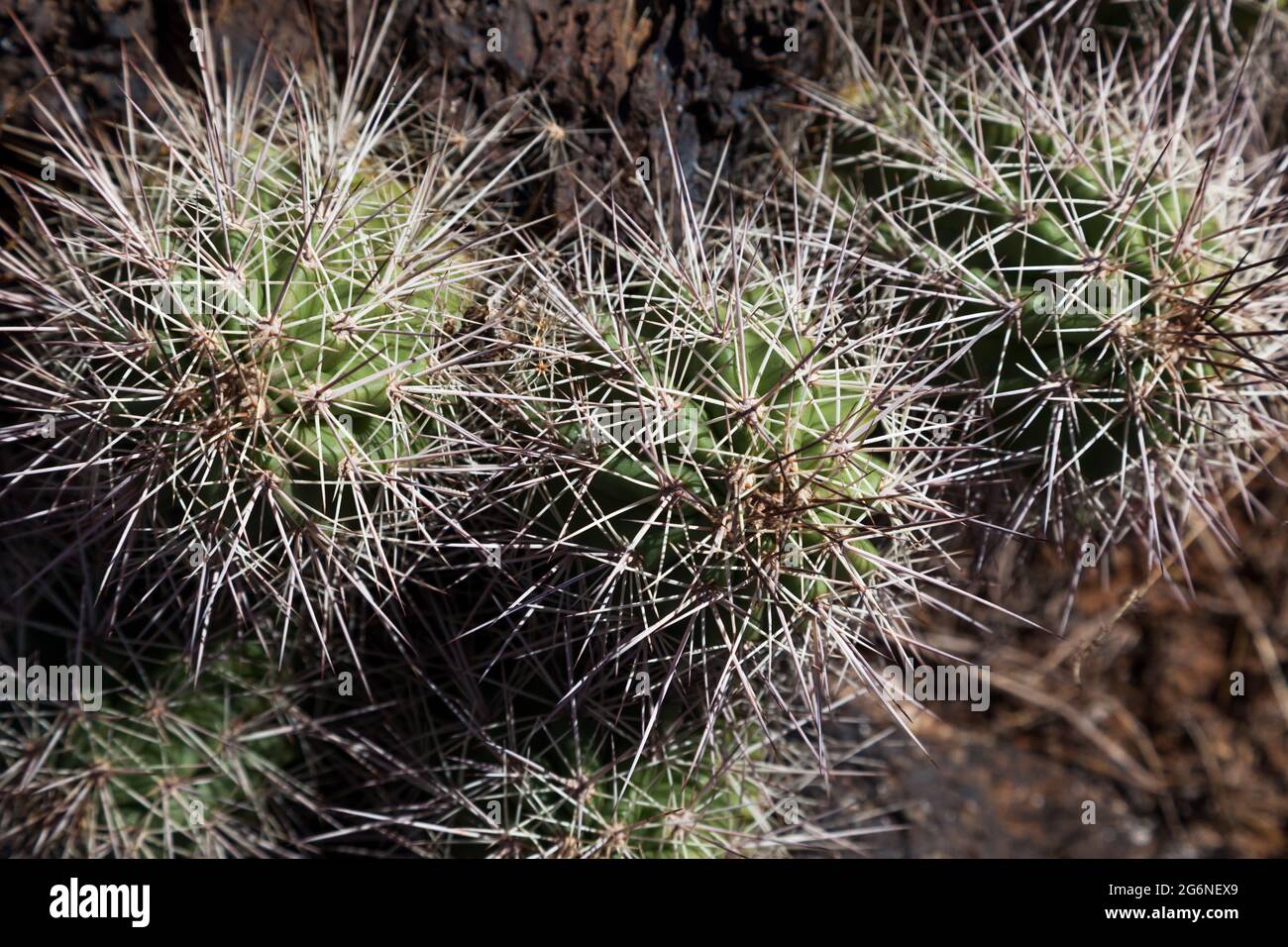 Small round green cactus plants that are covered with long sharp ...
