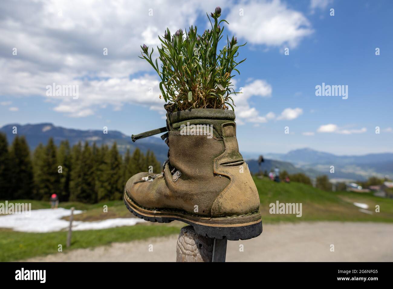 Closeup shot of a plant growing out of an old boot Stock Photo - Alamy