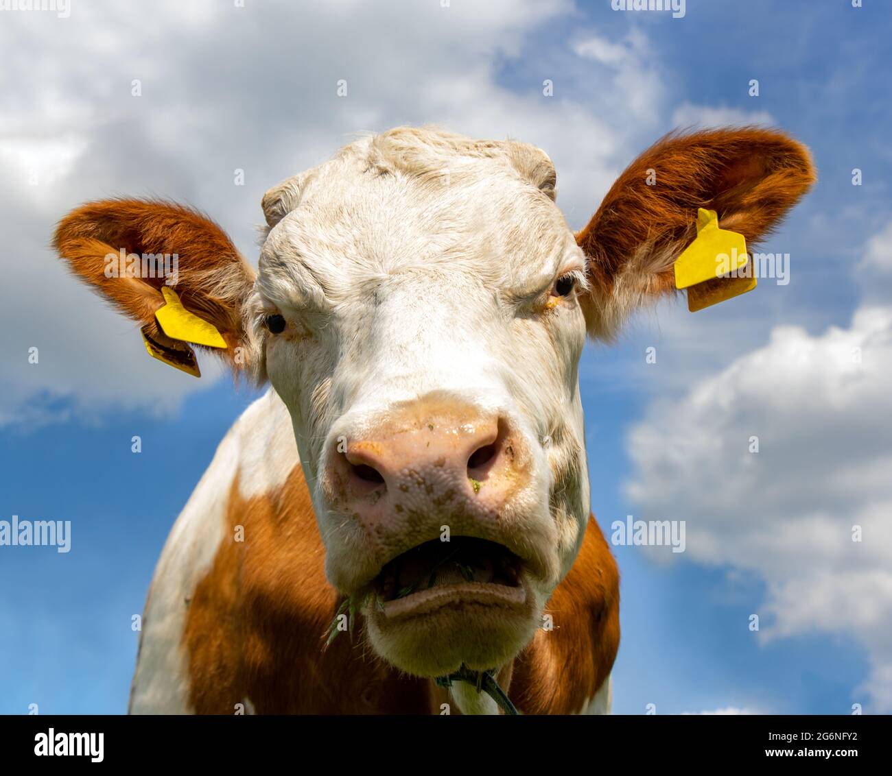 Angry cow hi-res stock photography and images - Alamy