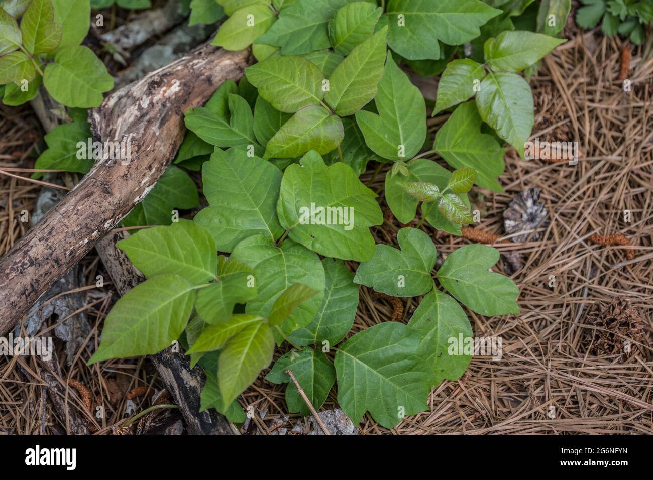 Group of newly growth poison ivy growing on the forest floor covering a ...