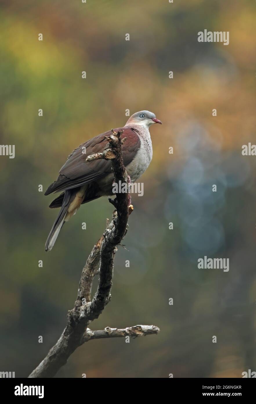 Mountain Imperial-pigeon (Ducula badia griseicapilla) adult perched on ...