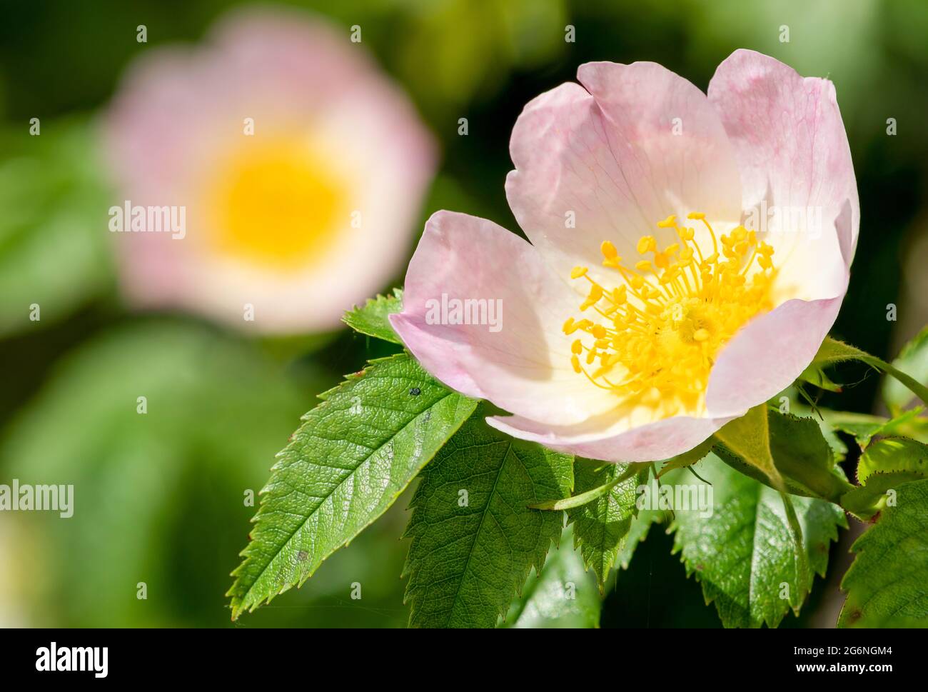 Close up of dog rose (rosa canina) flowers in bloom Stock Photo - Alamy
