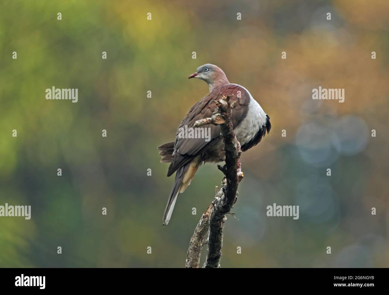 Mountain Imperial-pigeon (Ducula badia griseicapilla) adult perched on ...