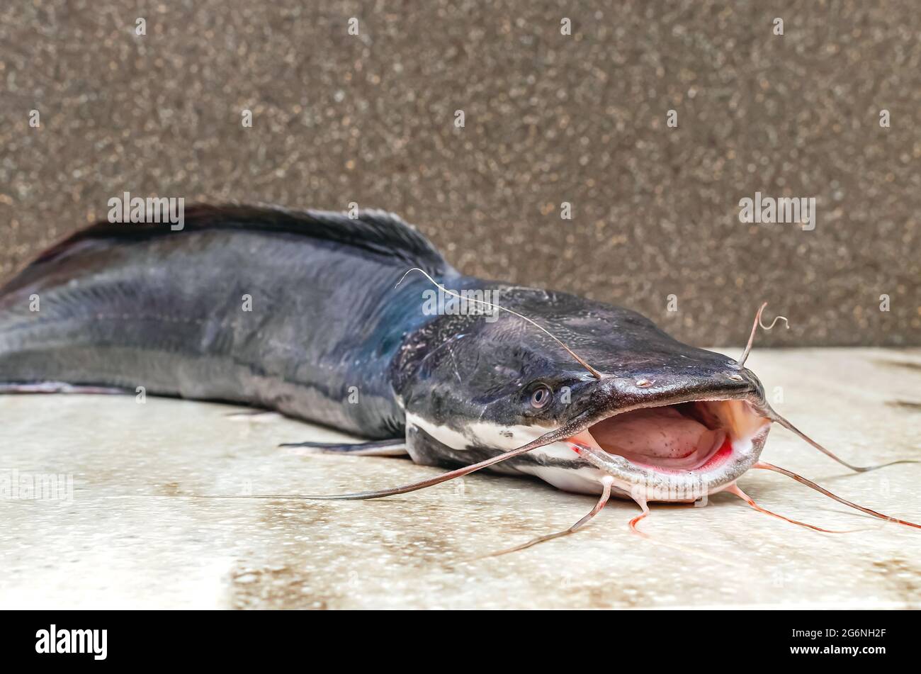 Raw catfish on a cutting board, cooking fish Stock Photo - Alamy