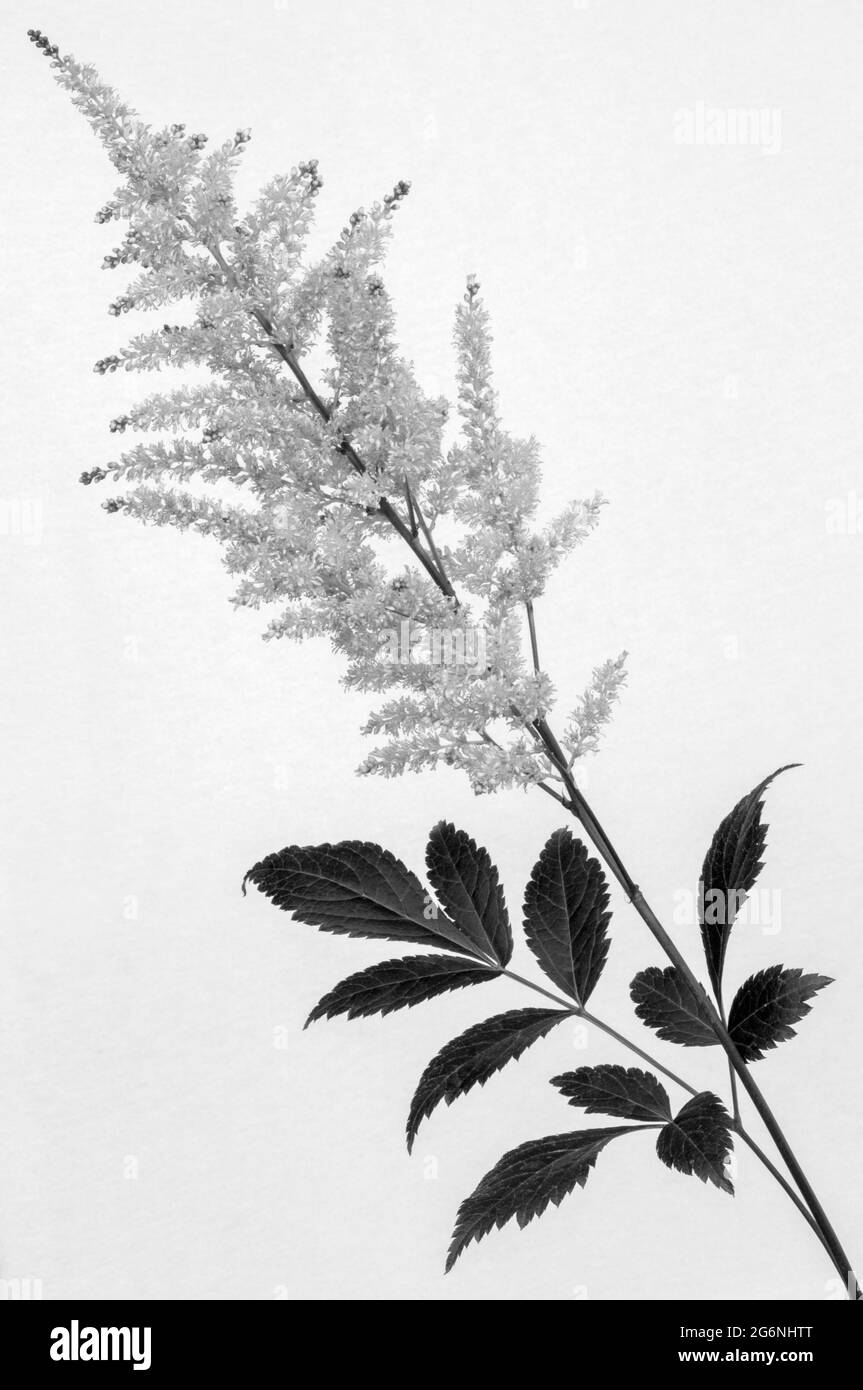 Black and white image of a Astilbe flower Stock Photo - Alamy