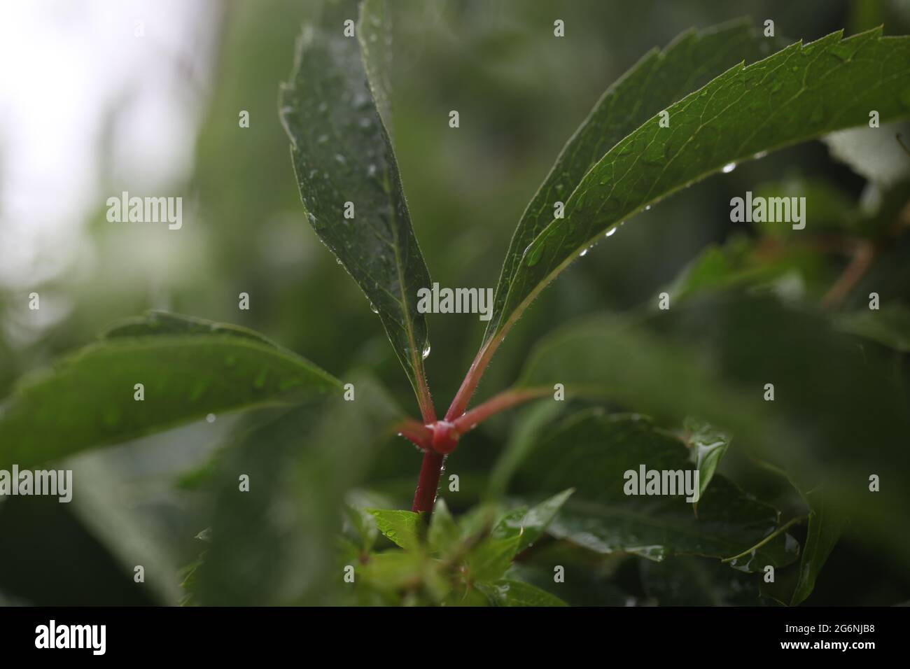 Weather / Natural Science Concept - raindrops on plant foliage Stock ...