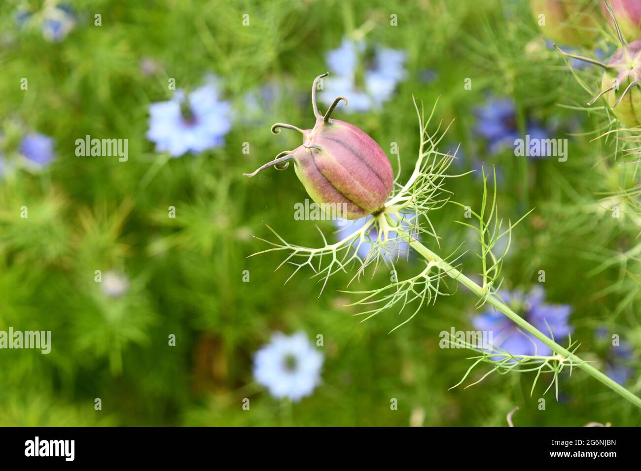 Nigella seed pod hi-res stock photography and images - Alamy