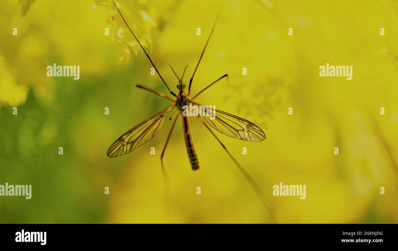Close-up of a Crane Fly / Tipula paludosa Stock Photo - Alamy