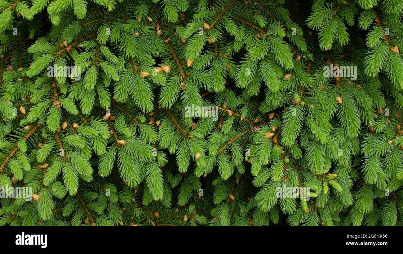 Growing shoots hi-res stock photography and images - Alamy