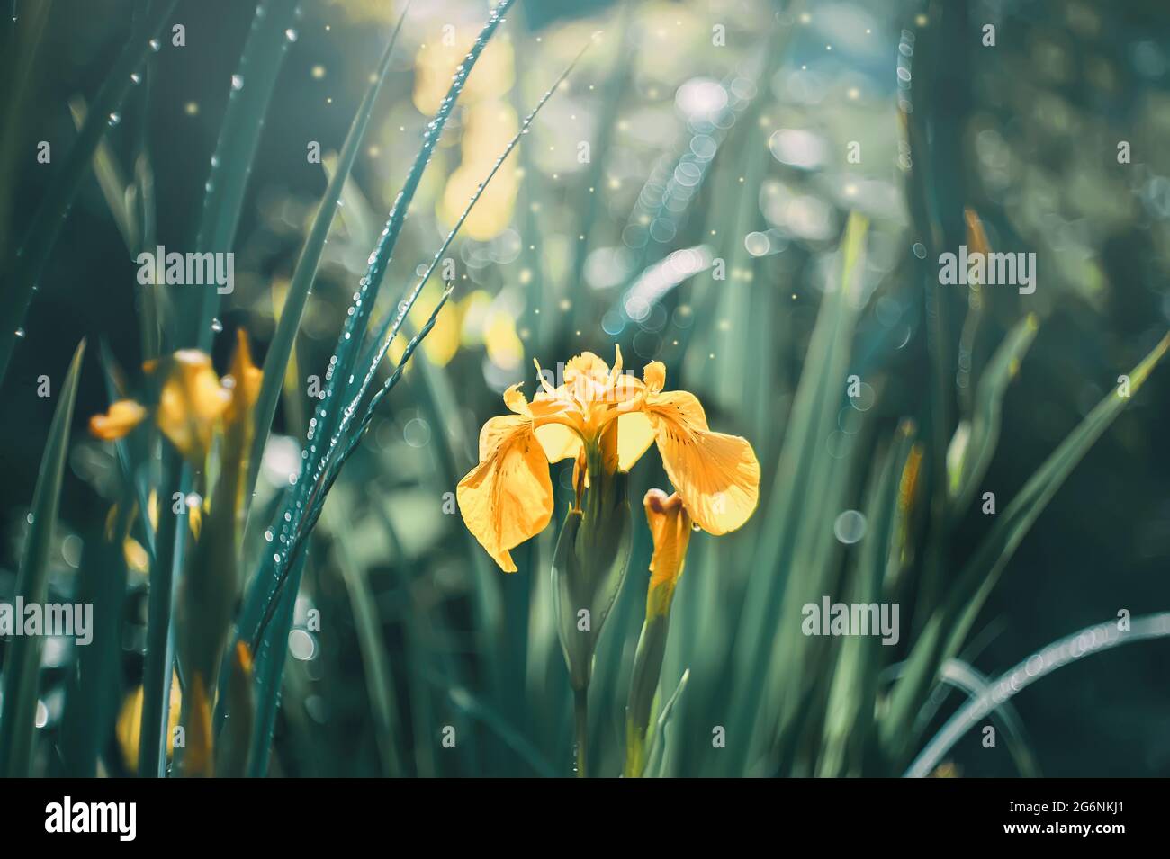 natural background of yellow marsh irises. Yellow irises grow in a ...