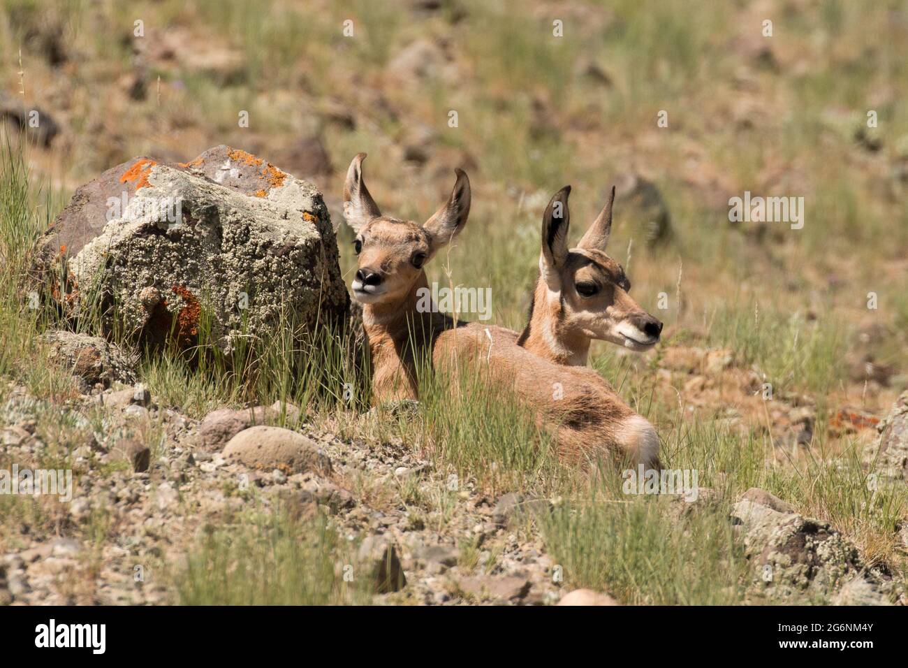 Bedded fawn hi-res stock photography and images - Alamy
