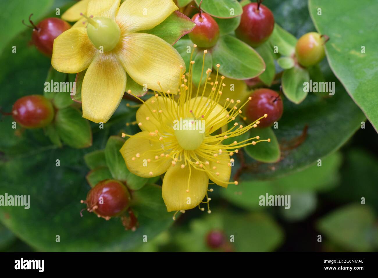 Hypericum miracle hi-res stock photography and images - Alamy
