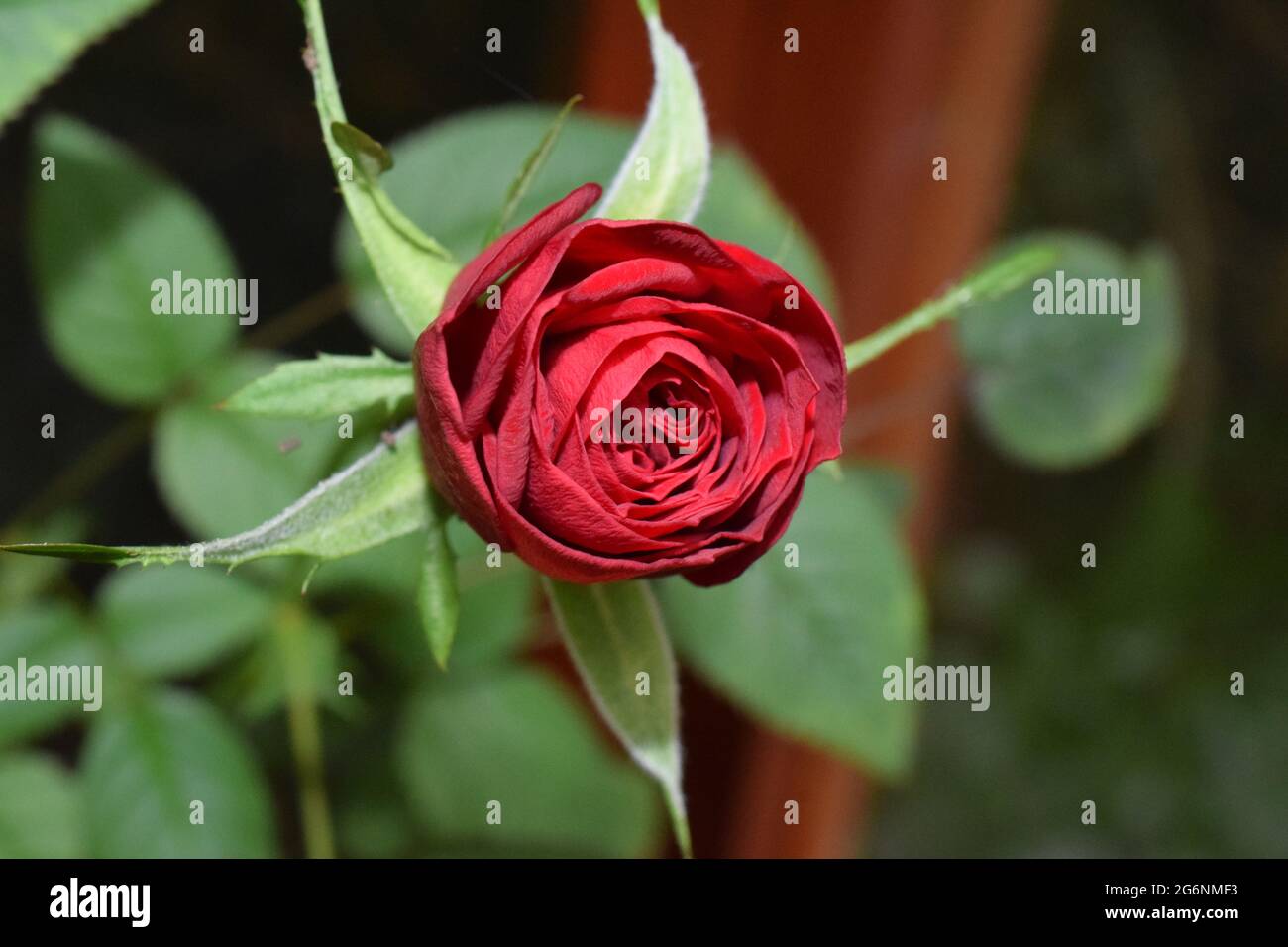 Traditional English red rose Stock Photo - Alamy