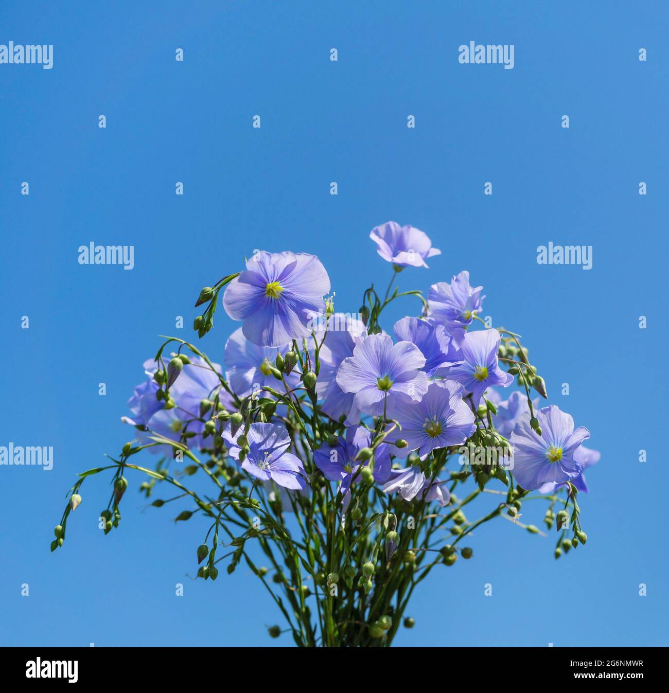 Linseed flower hi-res stock photography and images - Alamy