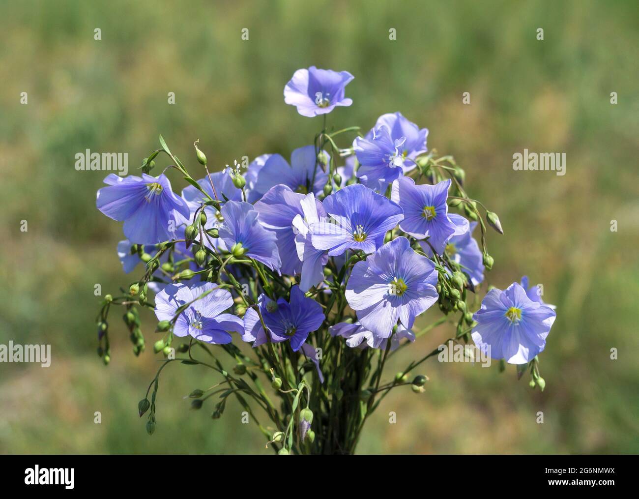 Flax flowers in bouquet on blur background, closeup. Blue wildflowers ...