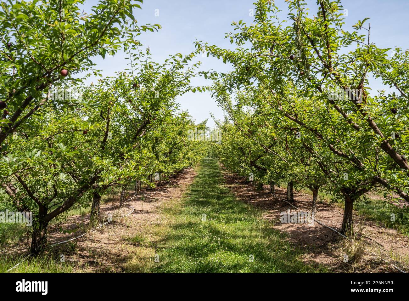 Plum trees hi-res stock photography and images - Alamy