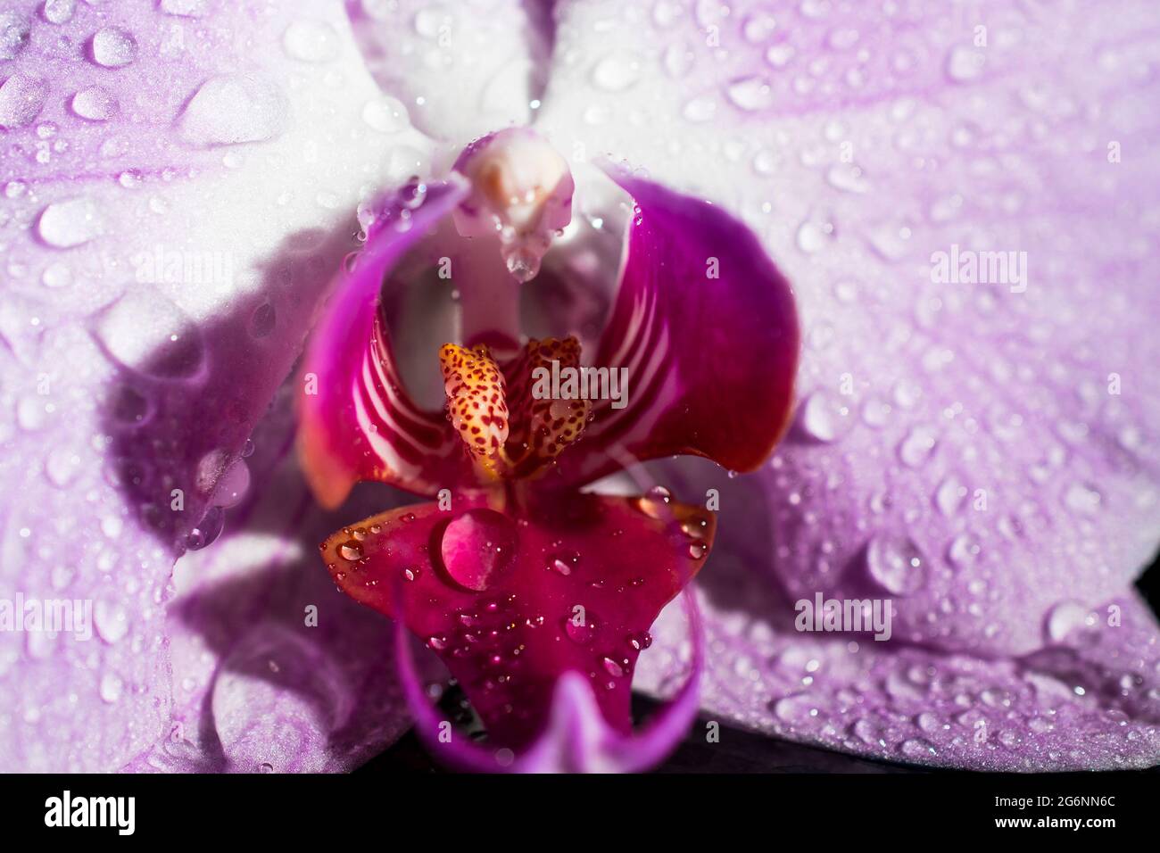 Plants covered in rain drops hi-res stock photography and images - Alamy