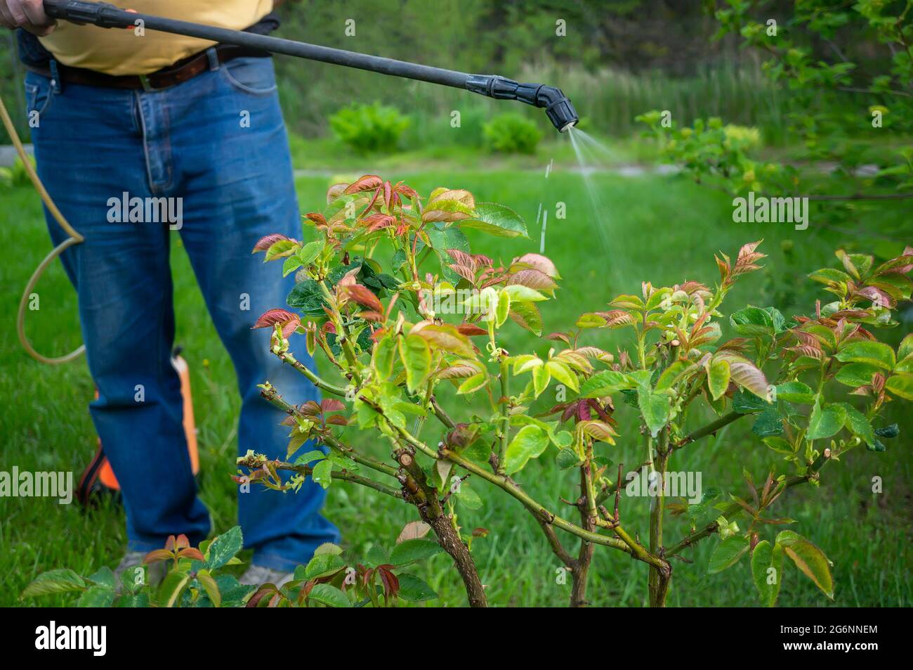 Diseases of roses hi-res stock photography and images - Alamy