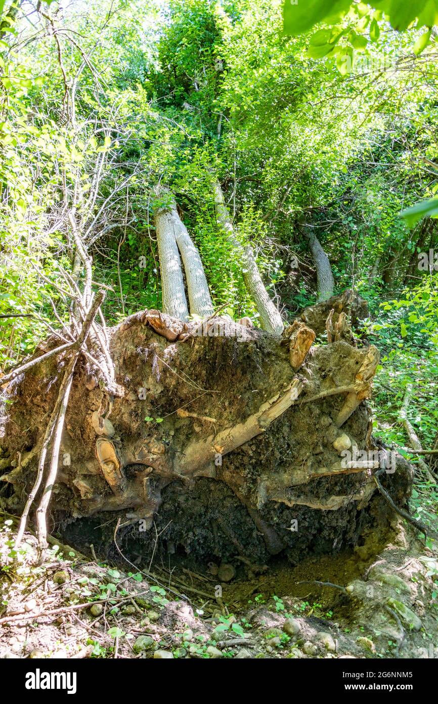A tree that has fallen by its roots during a thunderstorm lies in the ...