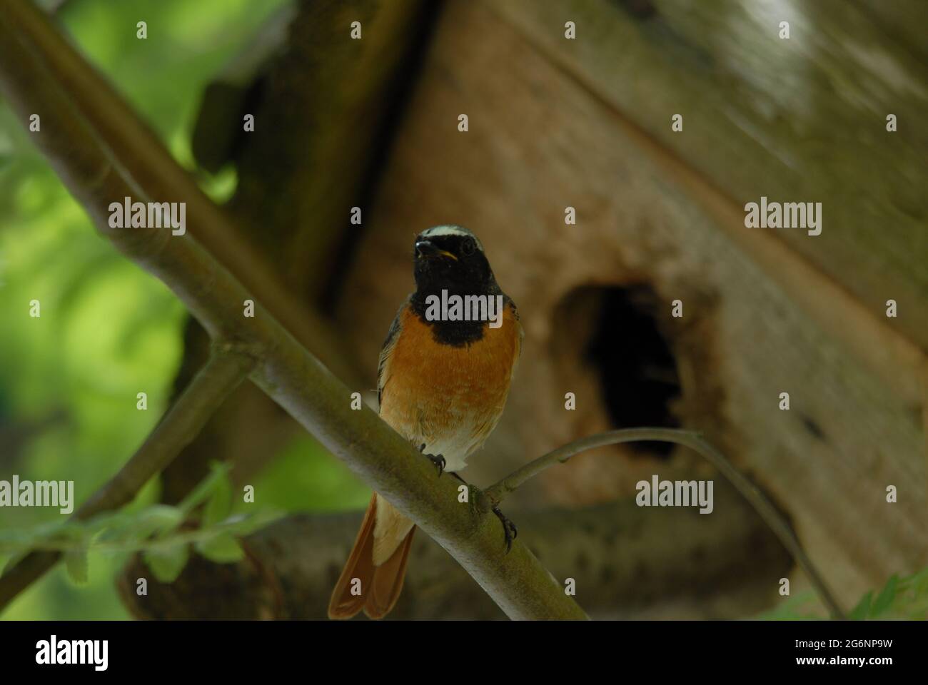 European robin in nest box, nest box, european robin, erithacus ...