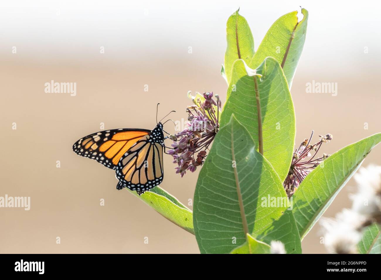 Monarch Butterfly (Danaus plexippus) feeding on milkweed Stock Photo ...