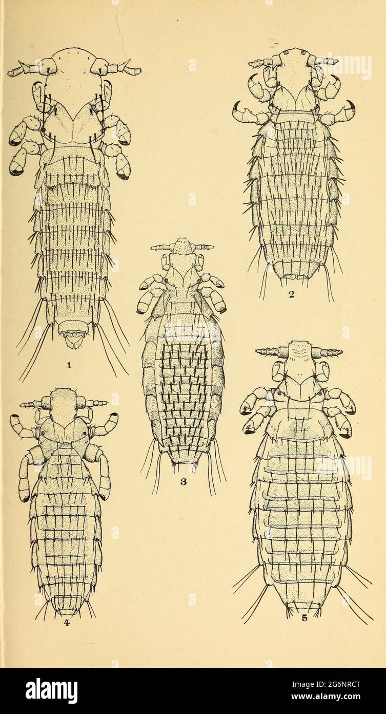 Bug set antique hi-res stock photography and images - Alamy