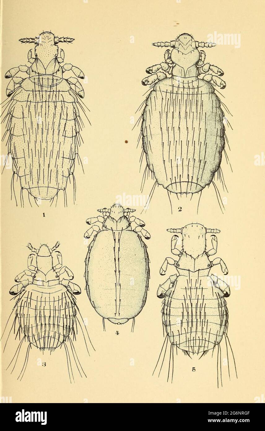 Wingless cricket hi-res stock photography and images - Alamy
