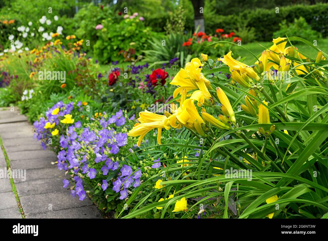 Colorful flowers in garden. Summer background Stock Photo - Alamy