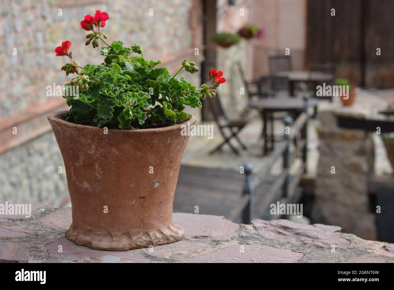 Red flowers in the clay pot Stock Photo - Alamy