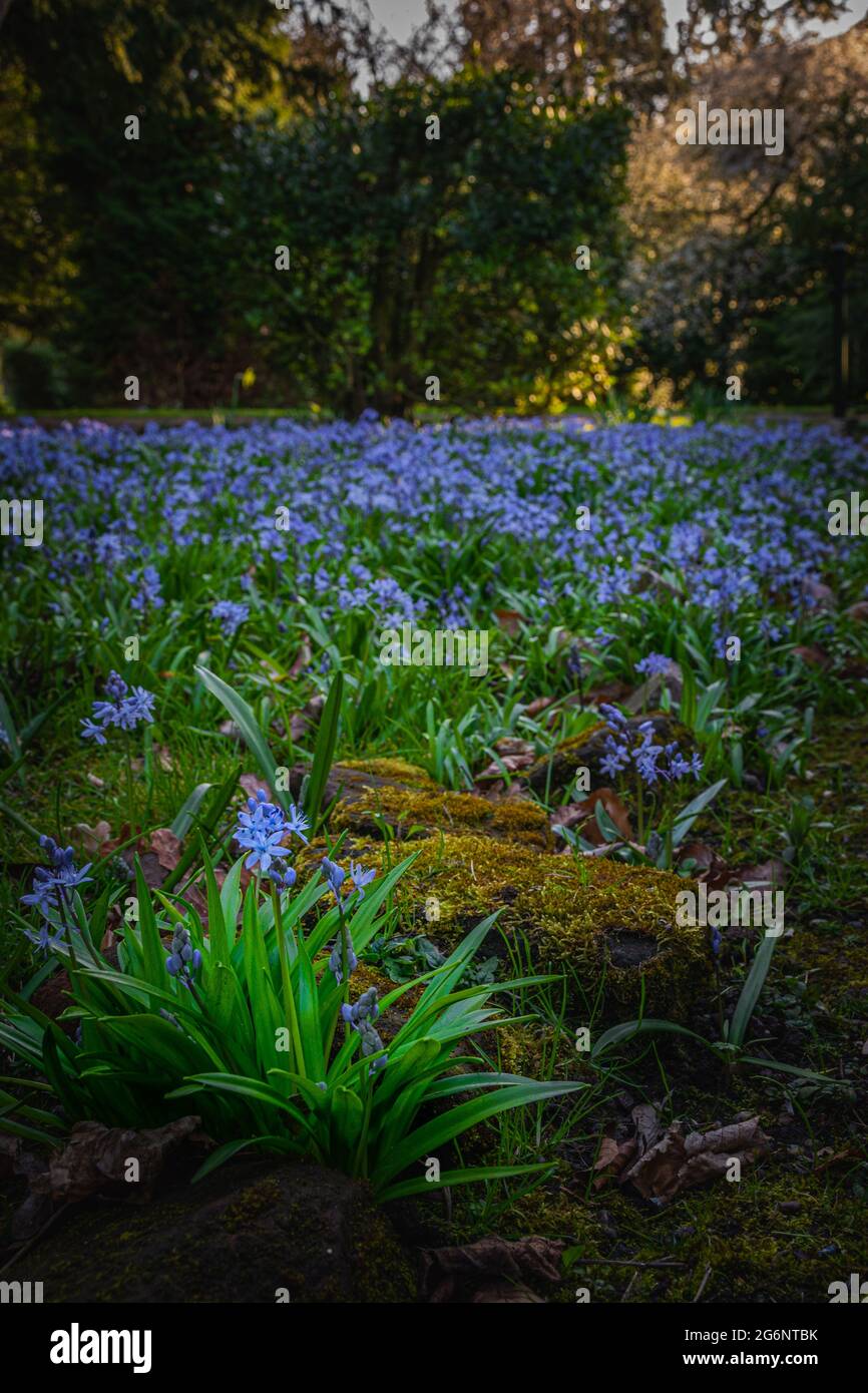 Blue bluebells flowers in shadow woods Stock Photo - Alamy