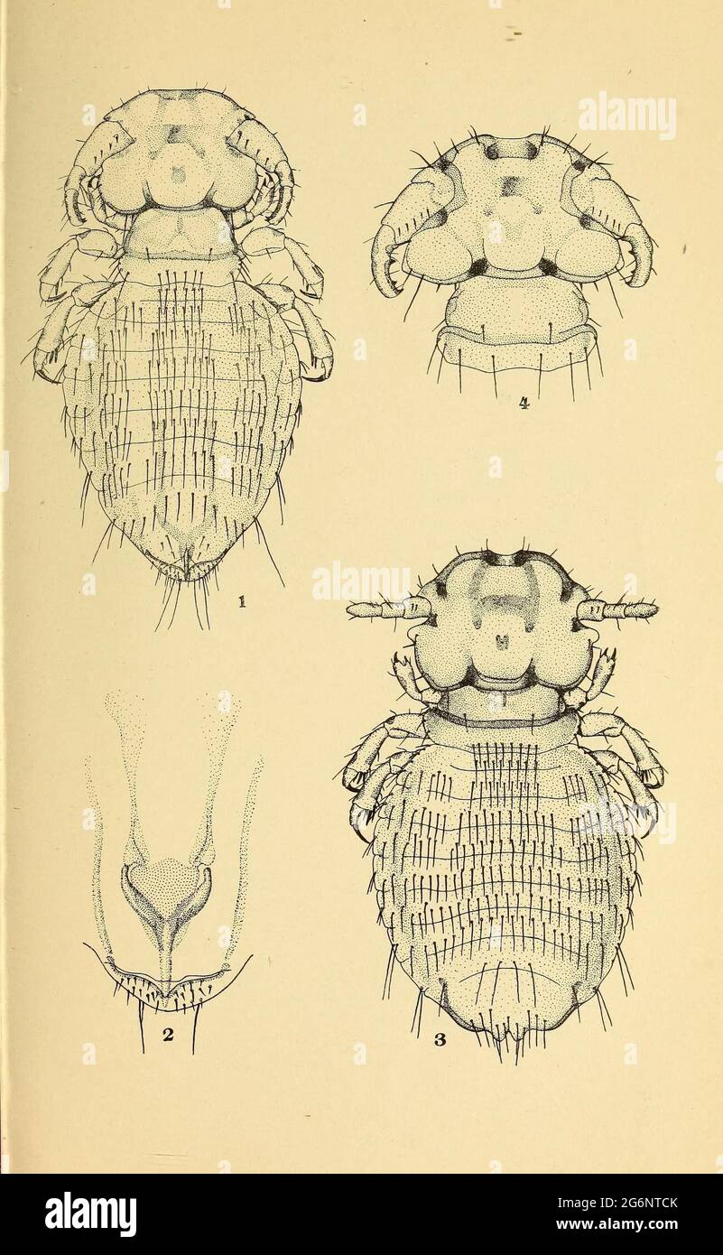 Bug set antique hi-res stock photography and images - Alamy