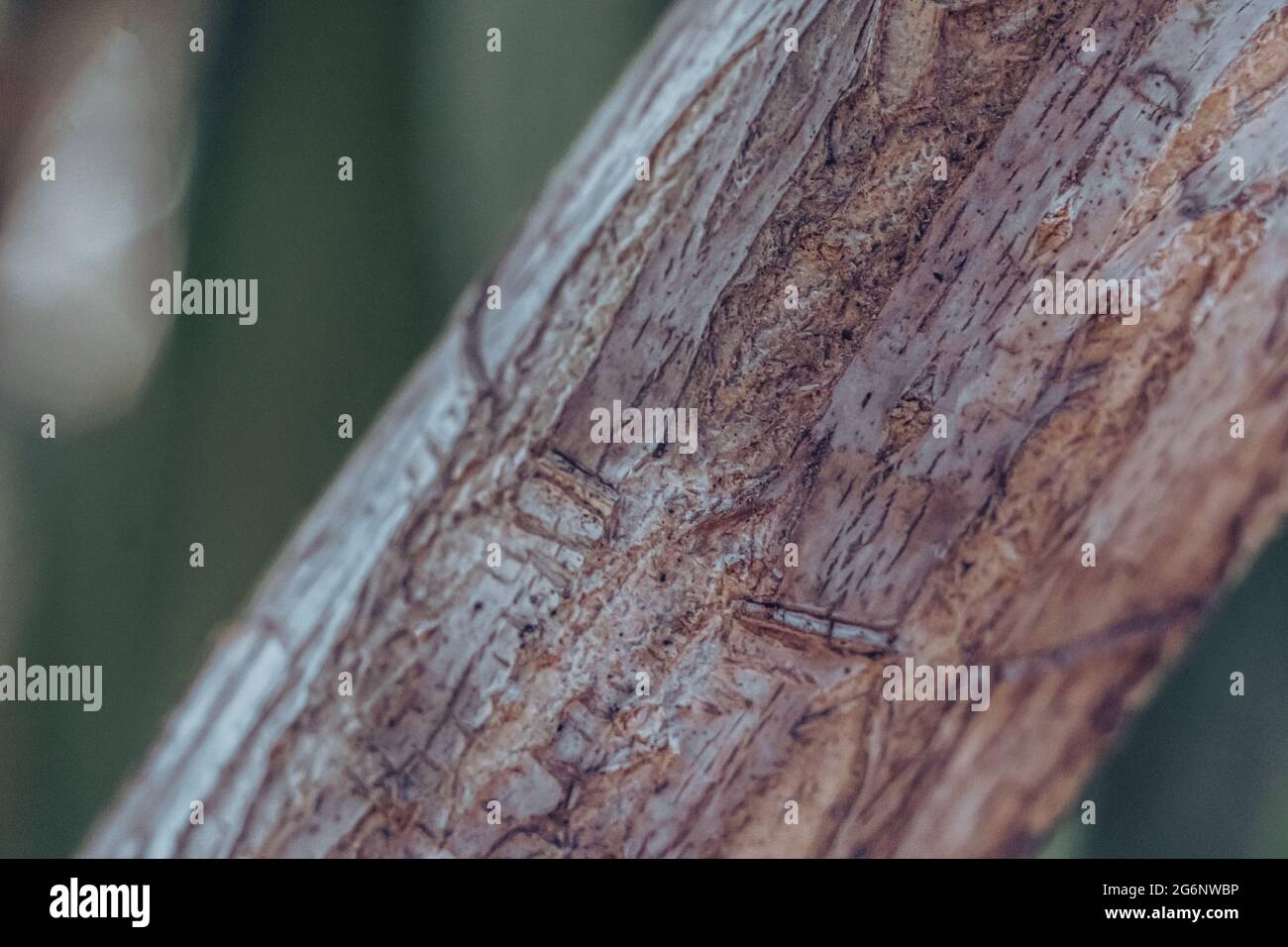 No tan lines hi-res stock photography and images - Alamy